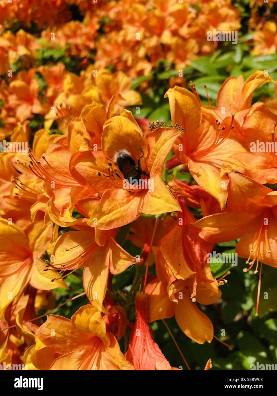 Bee photos hi-res stock photography and images - Alamy
