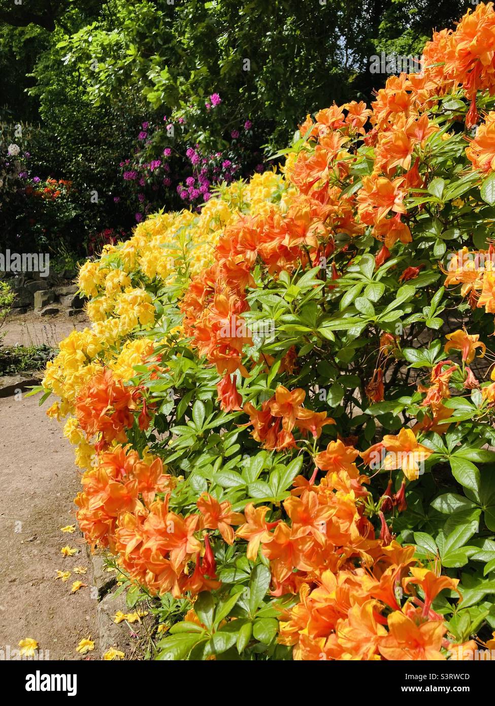 Floral images hi-res stock photography and images - Alamy