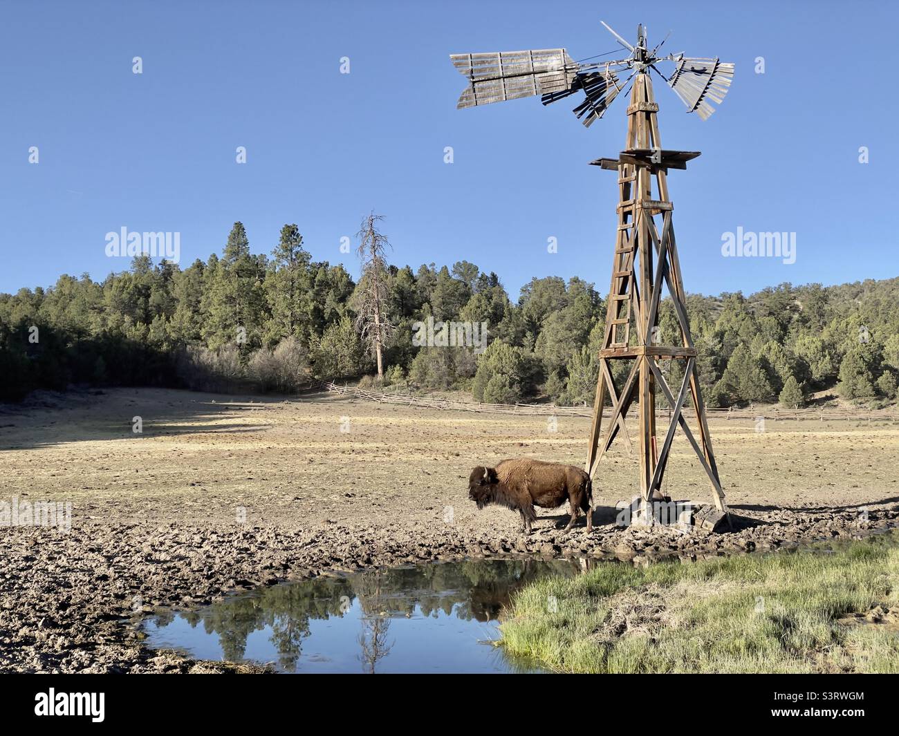 Buffalo at water hole hi-res stock photography and images - Alamy