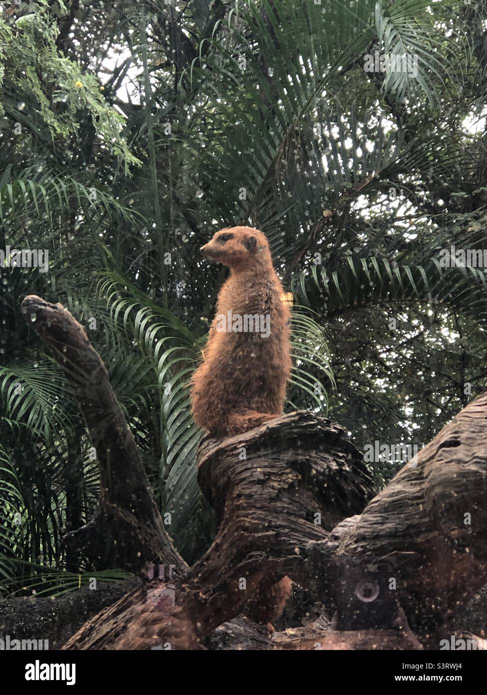 Zoo Picture, Zoo Animals, Melbourne Zoo Stock Photo - Alamy