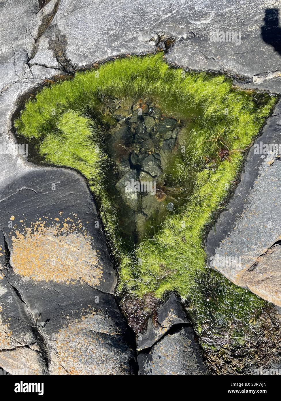 Rock pool and algae hi-res stock photography and images - Alamy