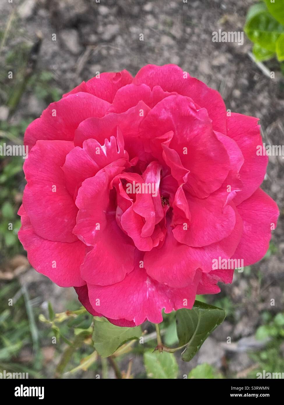 Cerise hi-res stock photography and images - Alamy