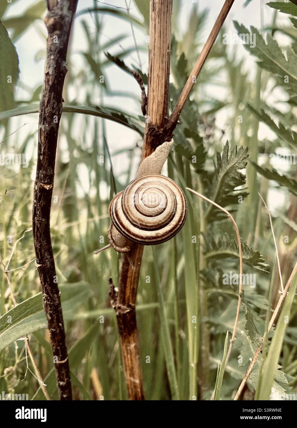Field snail hi-res stock photography and images - Alamy