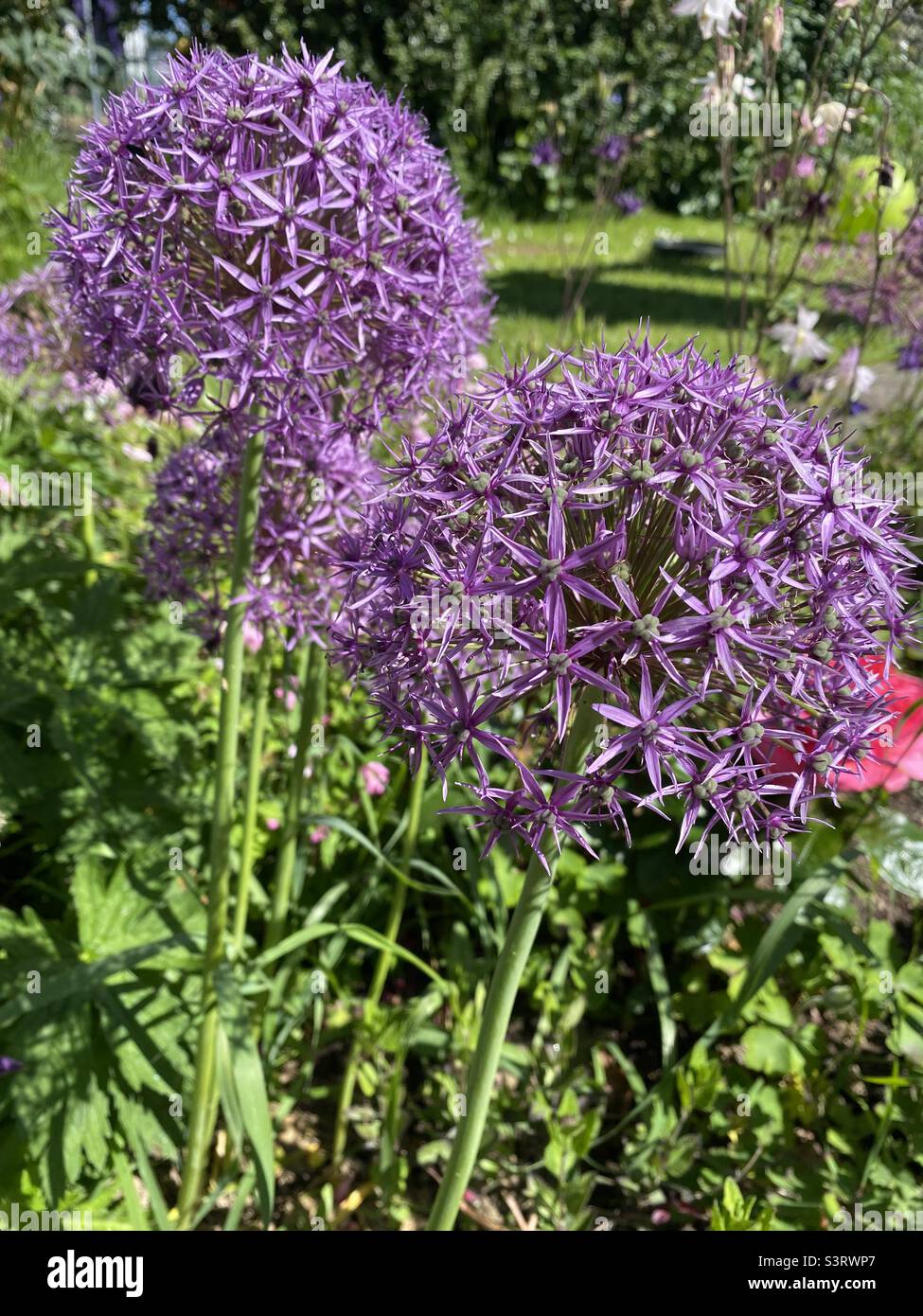 Purple alium heads hi-res stock photography and images - Alamy