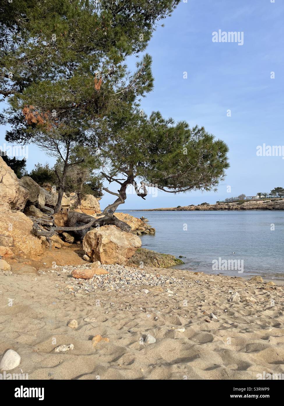 Wind swept tree hi-res stock photography and images - Alamy
