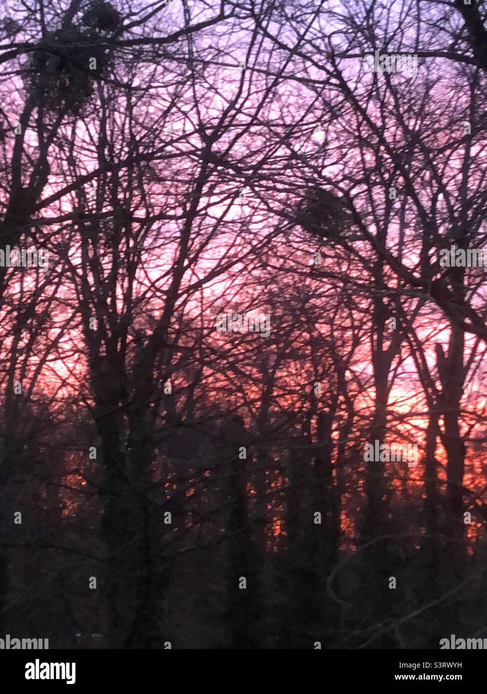 pink sky through trees Stock Photo - Alamy