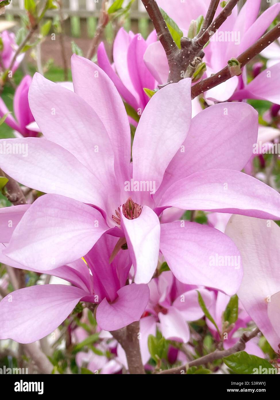 Magnolia flower blossom hi-res stock photography and images - Alamy