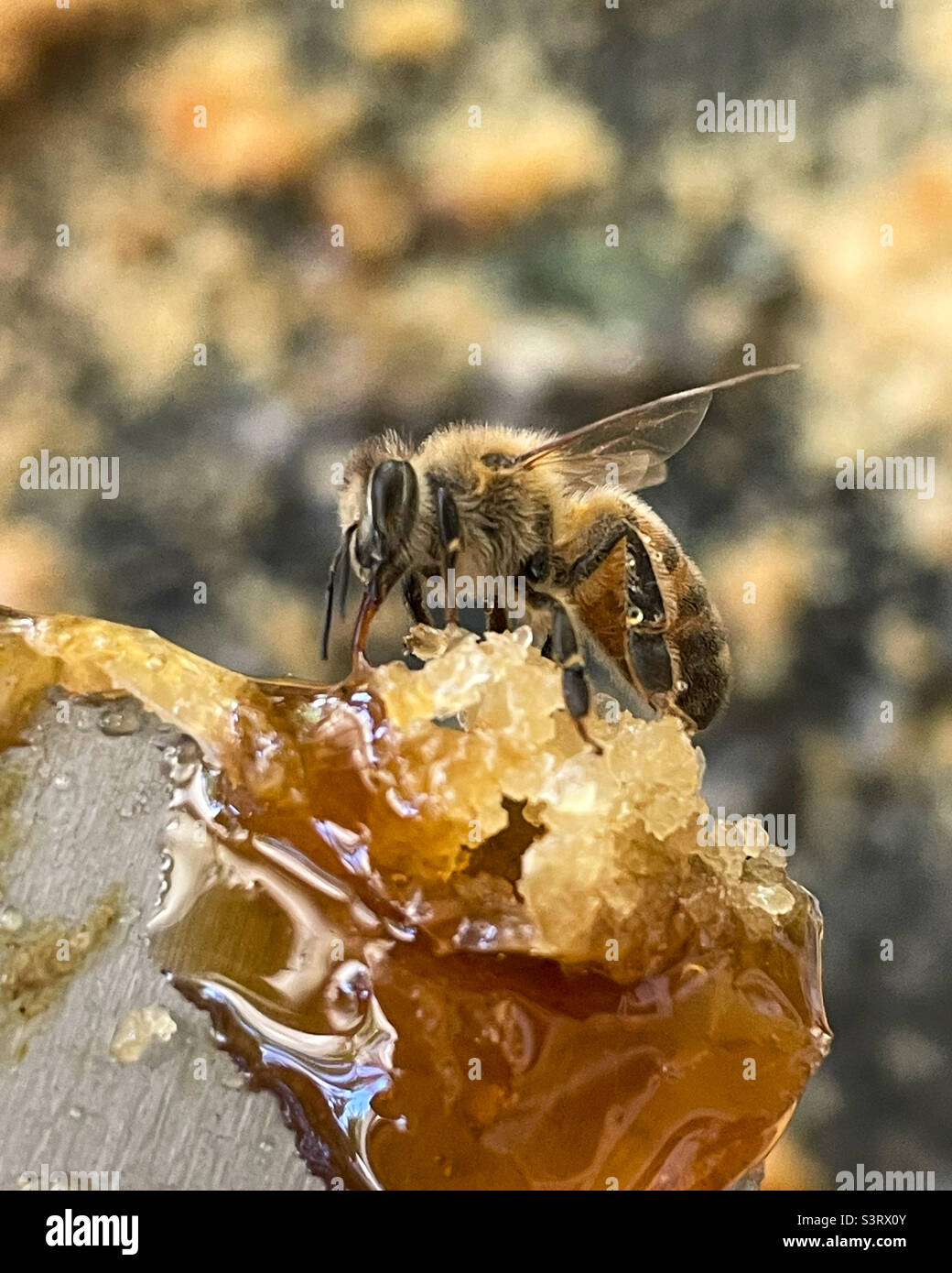 Siphoning hi-res stock photography and images - Alamy
