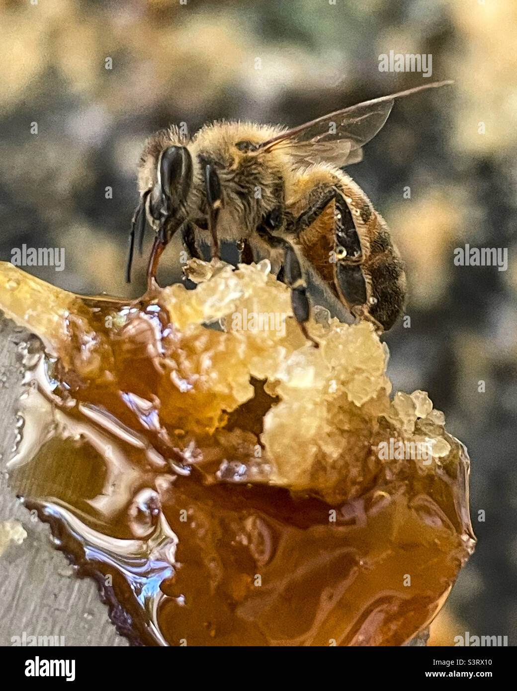 Siphoning hi-res stock photography and images - Alamy