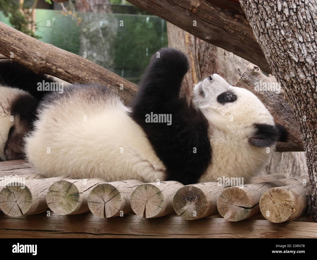 Panda Panda at play Stock Photo - Alamy