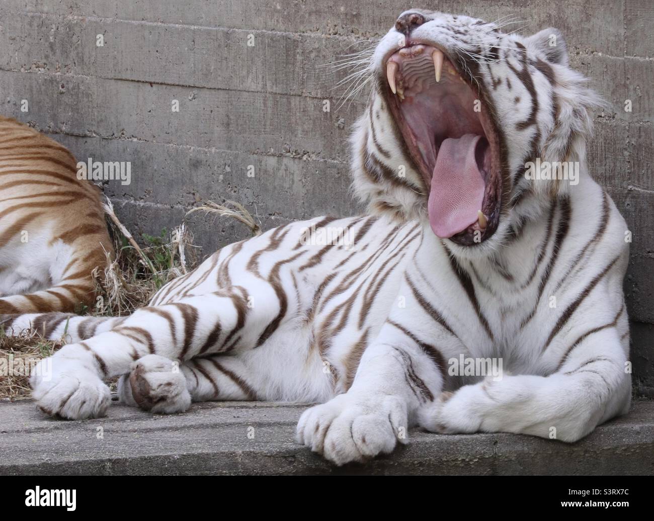 White Tiger Yawn and board Stock Photo - Alamy