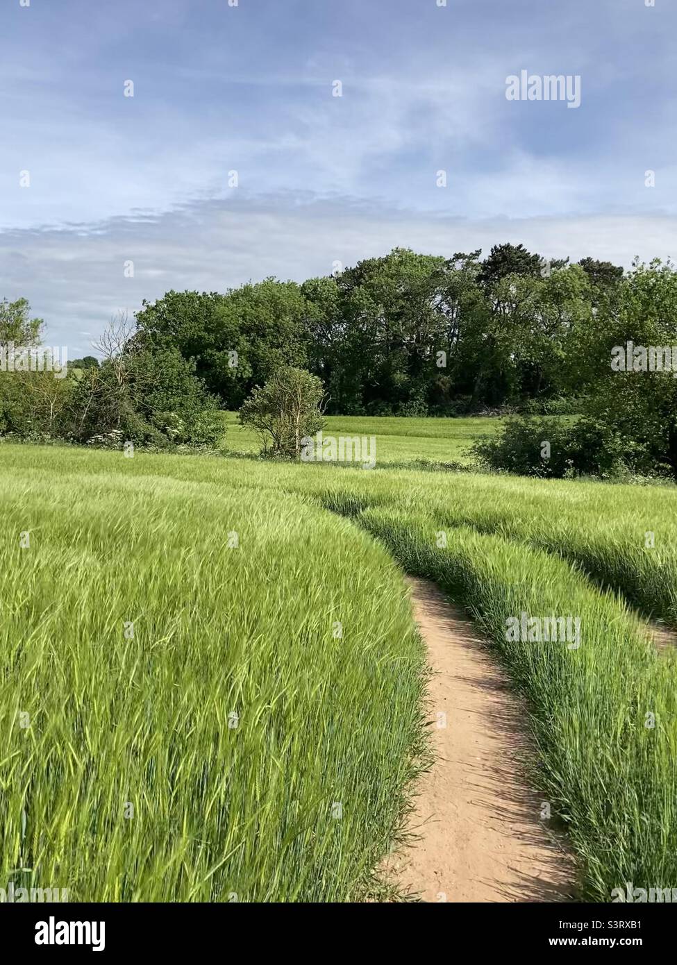 Green fields trees hi-res stock photography and images - Alamy