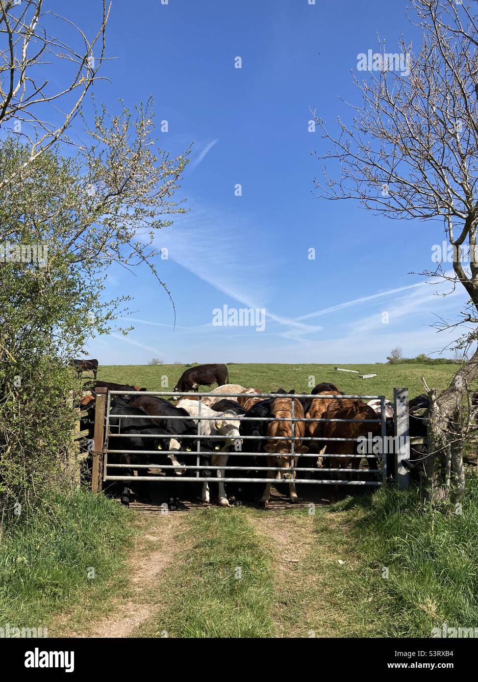 Moo cows hi-res stock photography and images - Alamy