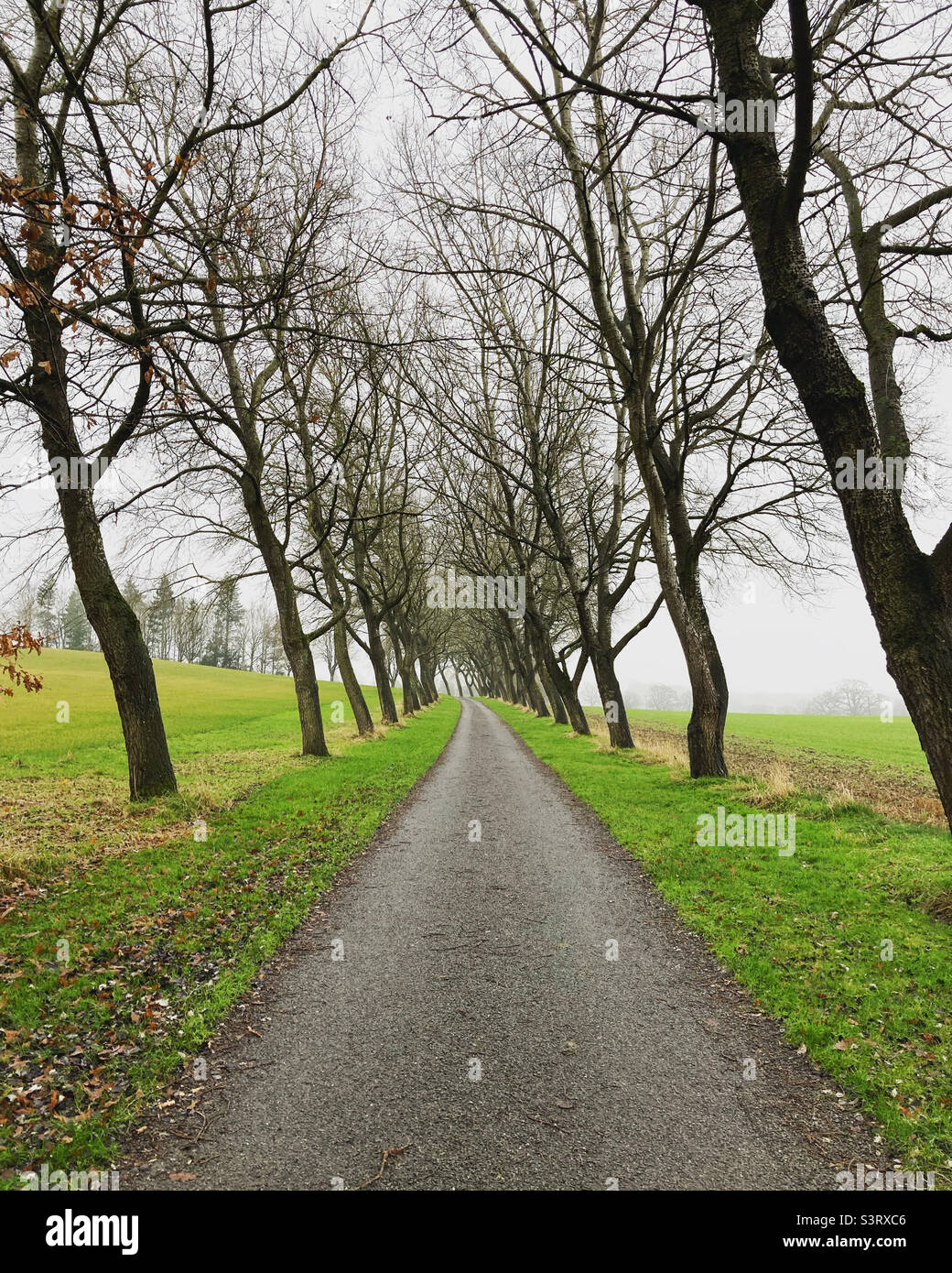 Leaning trees hi-res stock photography and images - Alamy