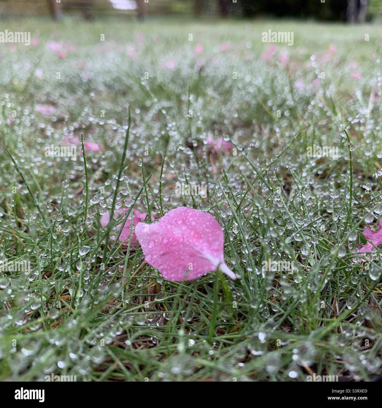 Unique petals hi-res stock photography and images - Alamy