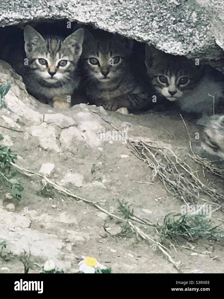 Cats hidden in a natural shelter Stock Photo - Alamy