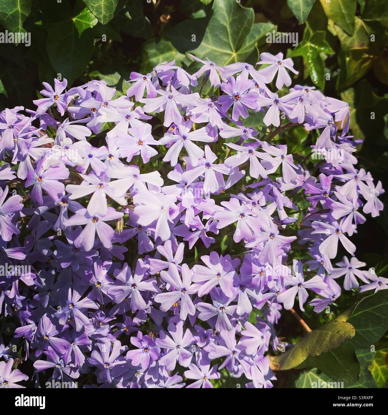 Lila rose hi-res stock photography and images - Alamy