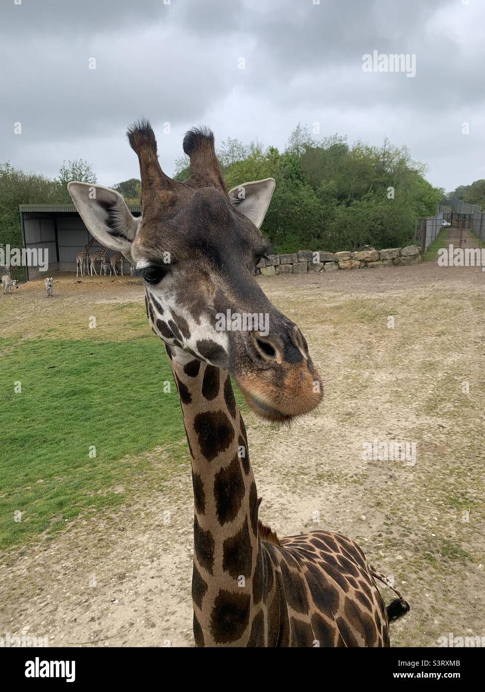 Mr giraffe hi-res stock photography and images - Alamy