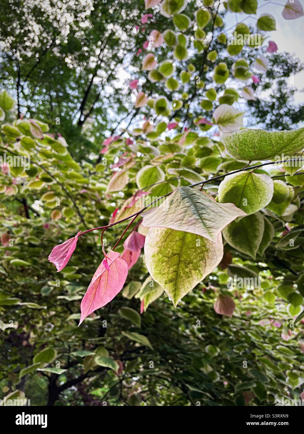 Tree featuring multicolored leaves in Madison Square, Park during the ...