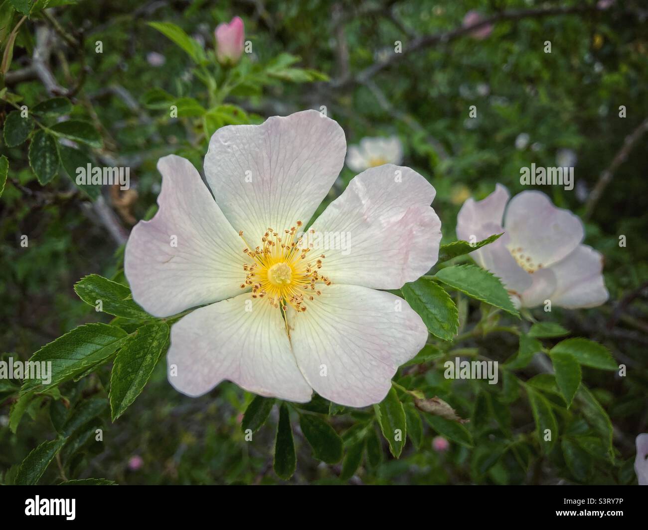 A wild dog rose flower Stock Photo - Alamy