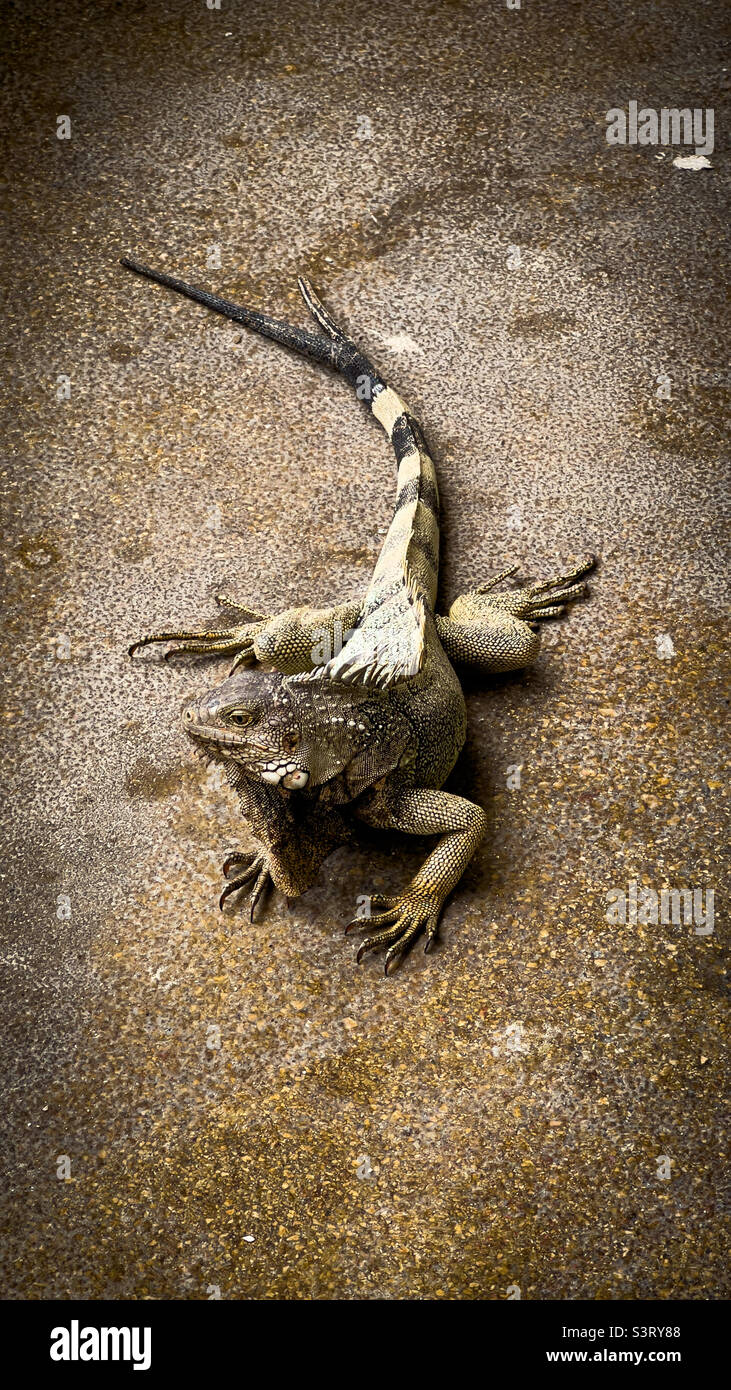 Aruba wildlife hi-res stock photography and images - Alamy