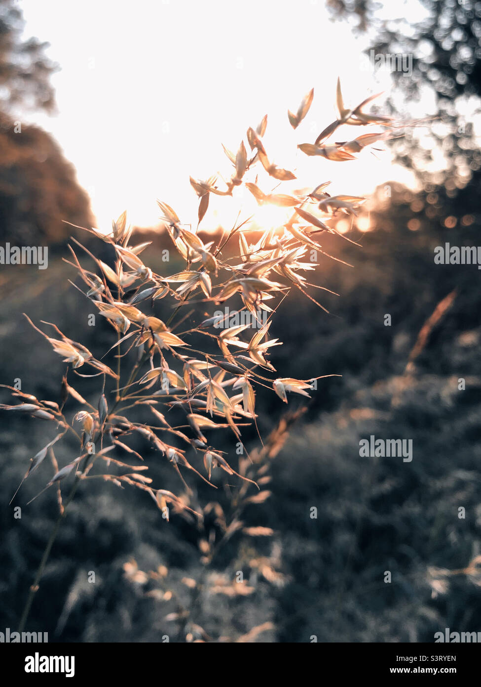 Grass seeds hi-res stock photography and images - Alamy