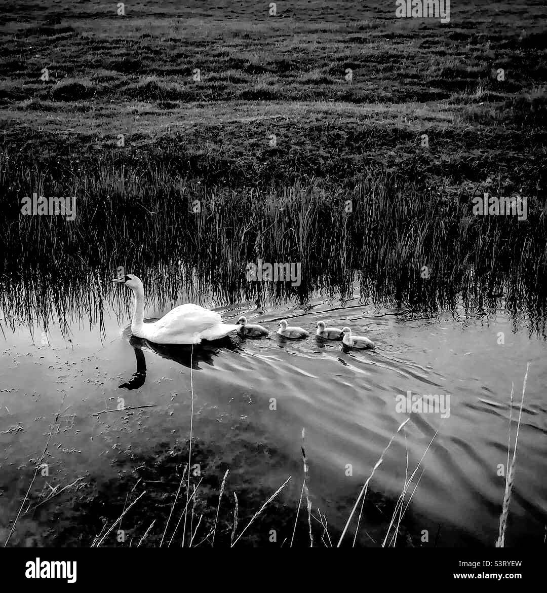 Cliffe pools reserve Black and White Stock Photos & Images - Alamy