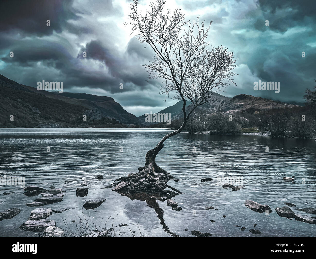 Famous welsh tree hi-res stock photography and images - Alamy