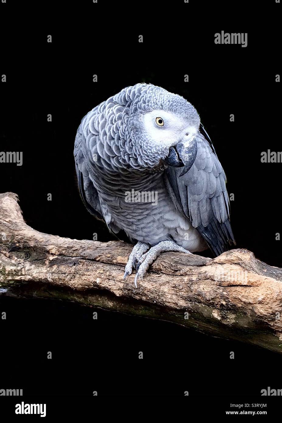 Grey wings hi-res stock photography and images - Alamy