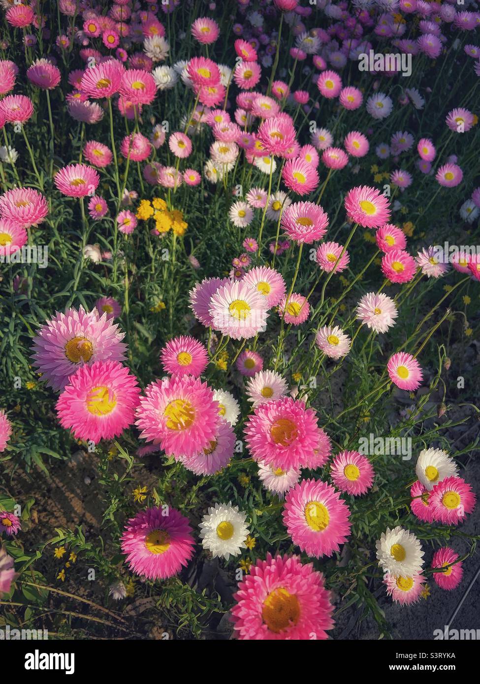 Pink everlasting flower hi-res stock photography and images - Alamy