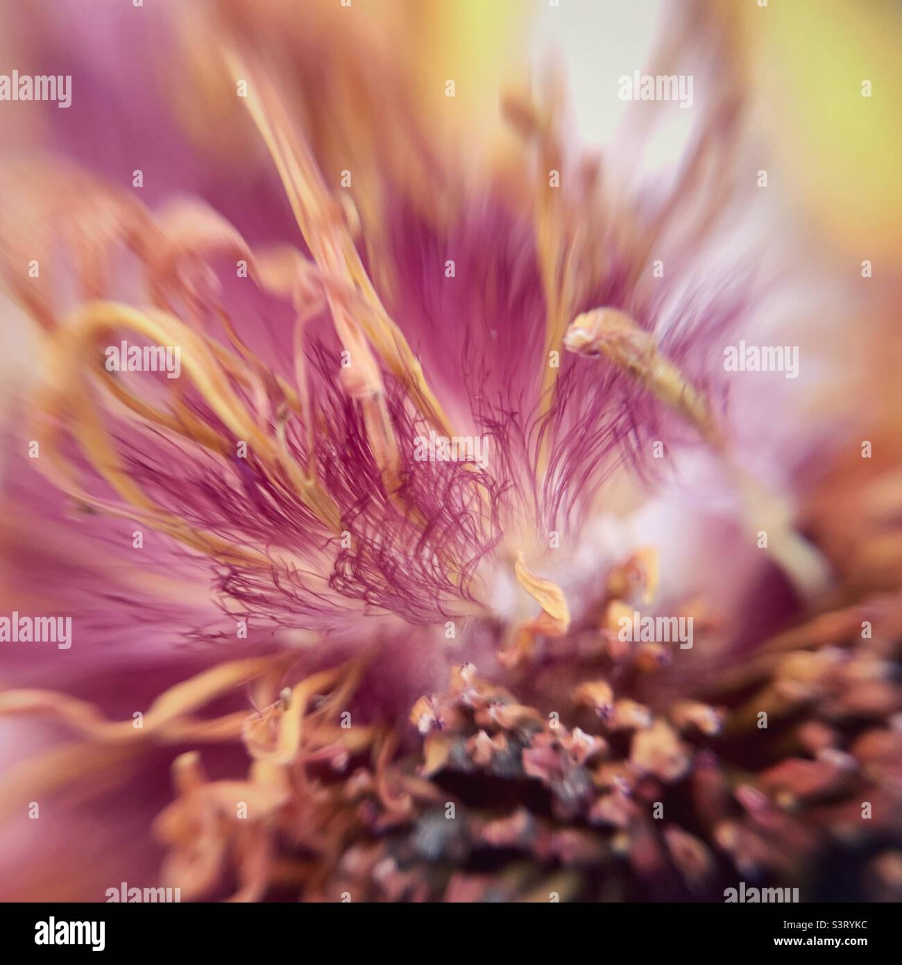Soft pink gerbera hi-res stock photography and images - Alamy