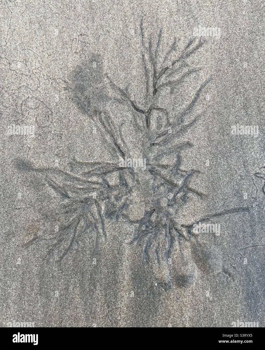 Insect design hi-res stock photography and images - Alamy