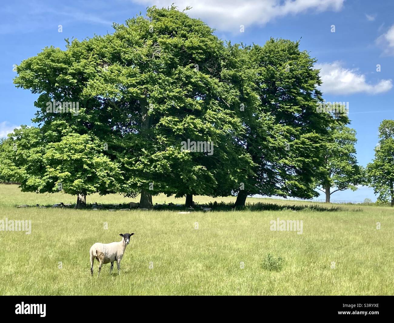 Ewe tree hi-res stock photography and images - Alamy