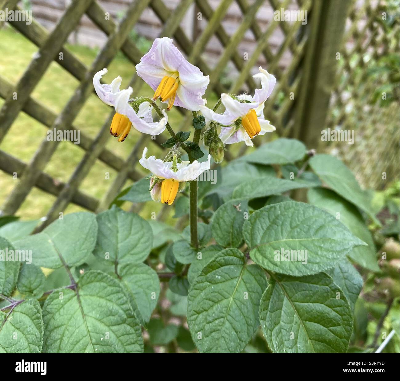 Desiree potato flowers hi-res stock photography and images - Alamy