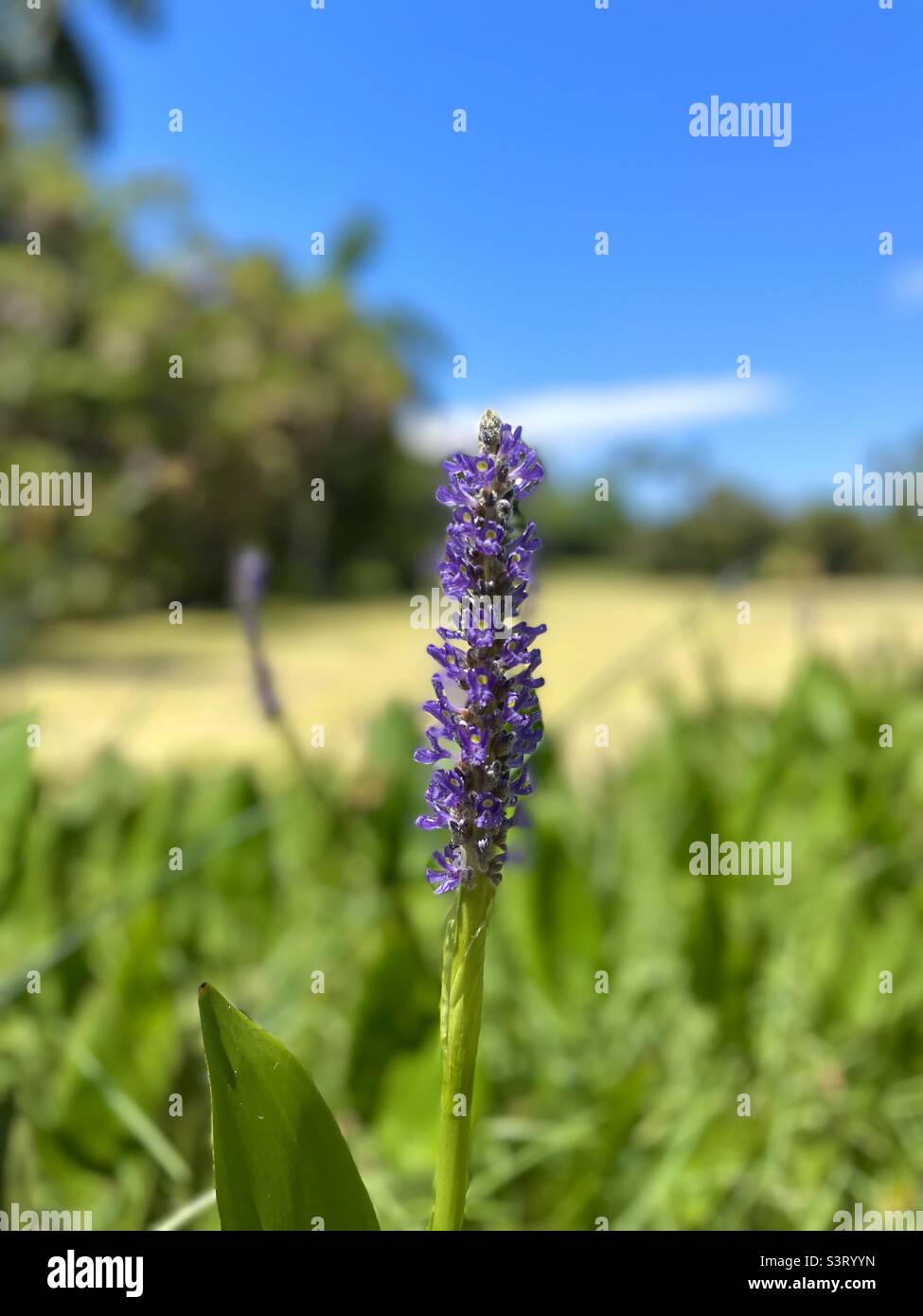 Detailed lavender flower hi-res stock photography and images - Alamy