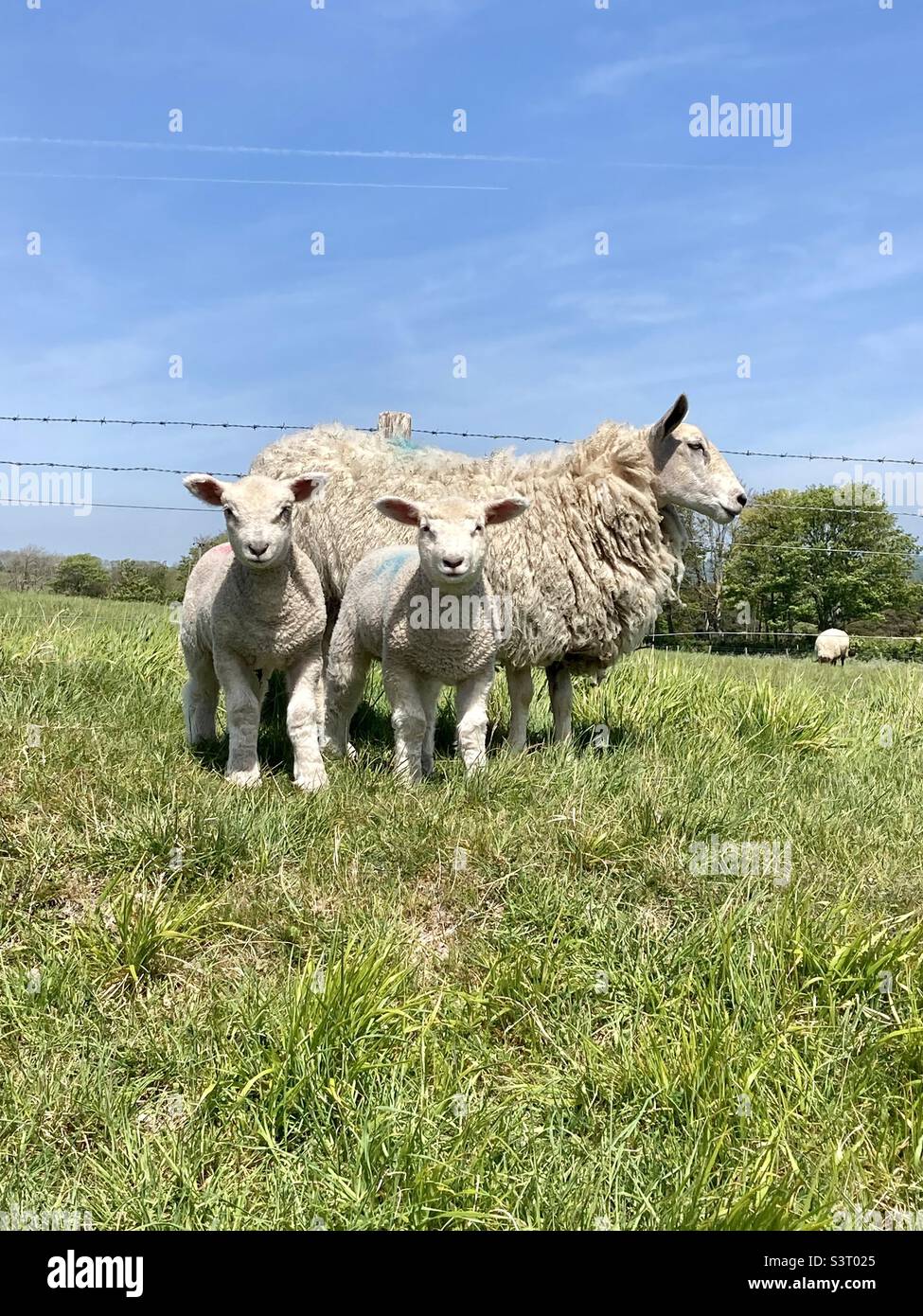A ewe and her two lambs escaping from their field through a broken ...