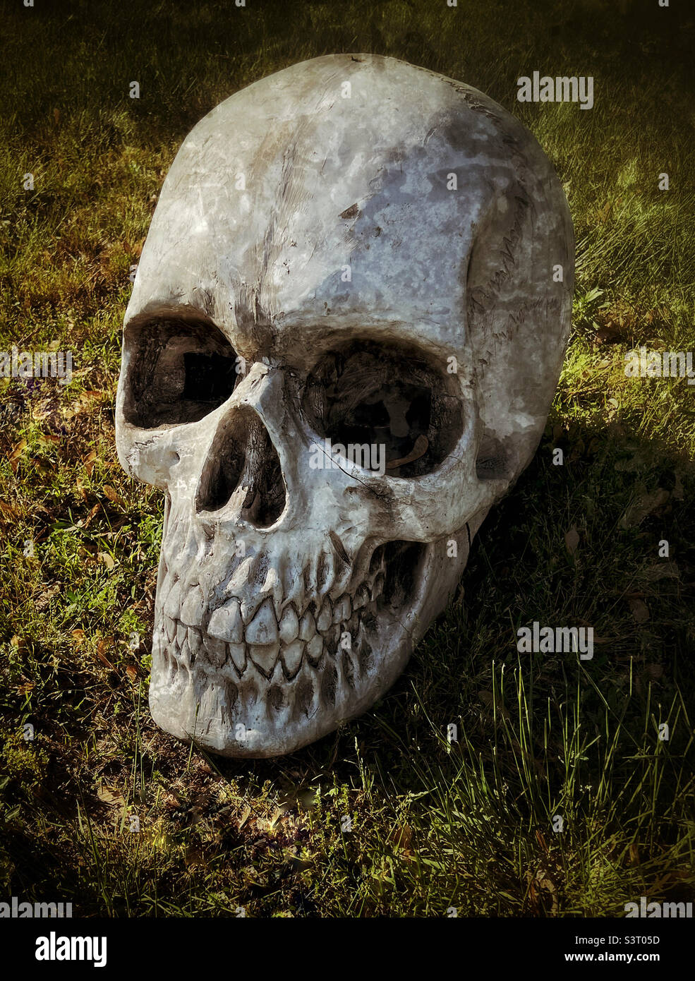 Real skull hi-res stock photography and images - Alamy