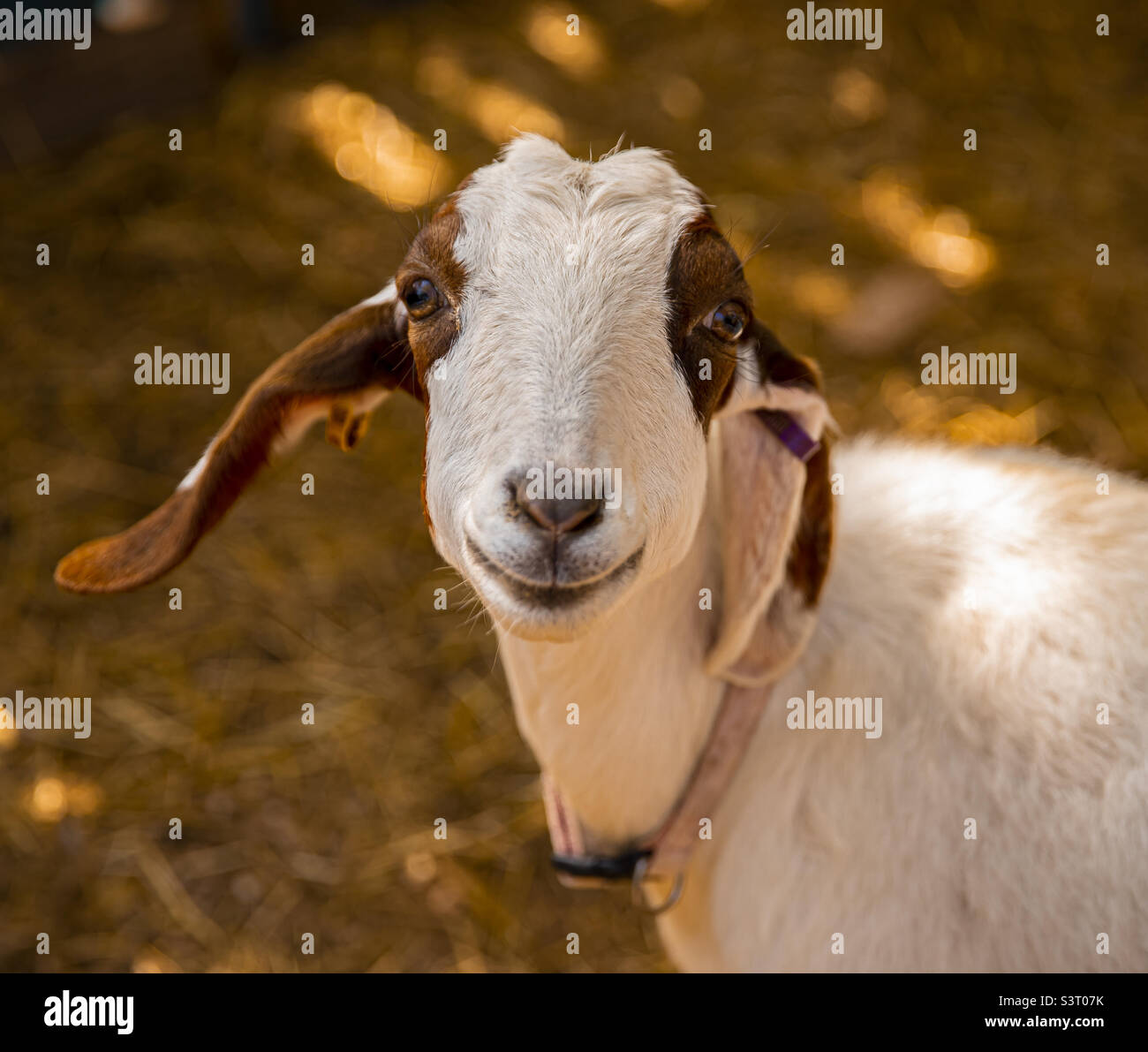 Mummy goat hi-res stock photography and images - Alamy
