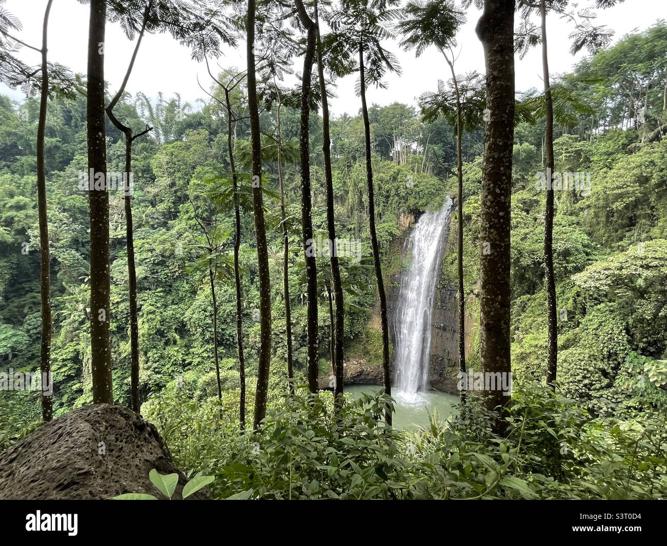 Philippines forest hi-res stock photography and images - Alamy