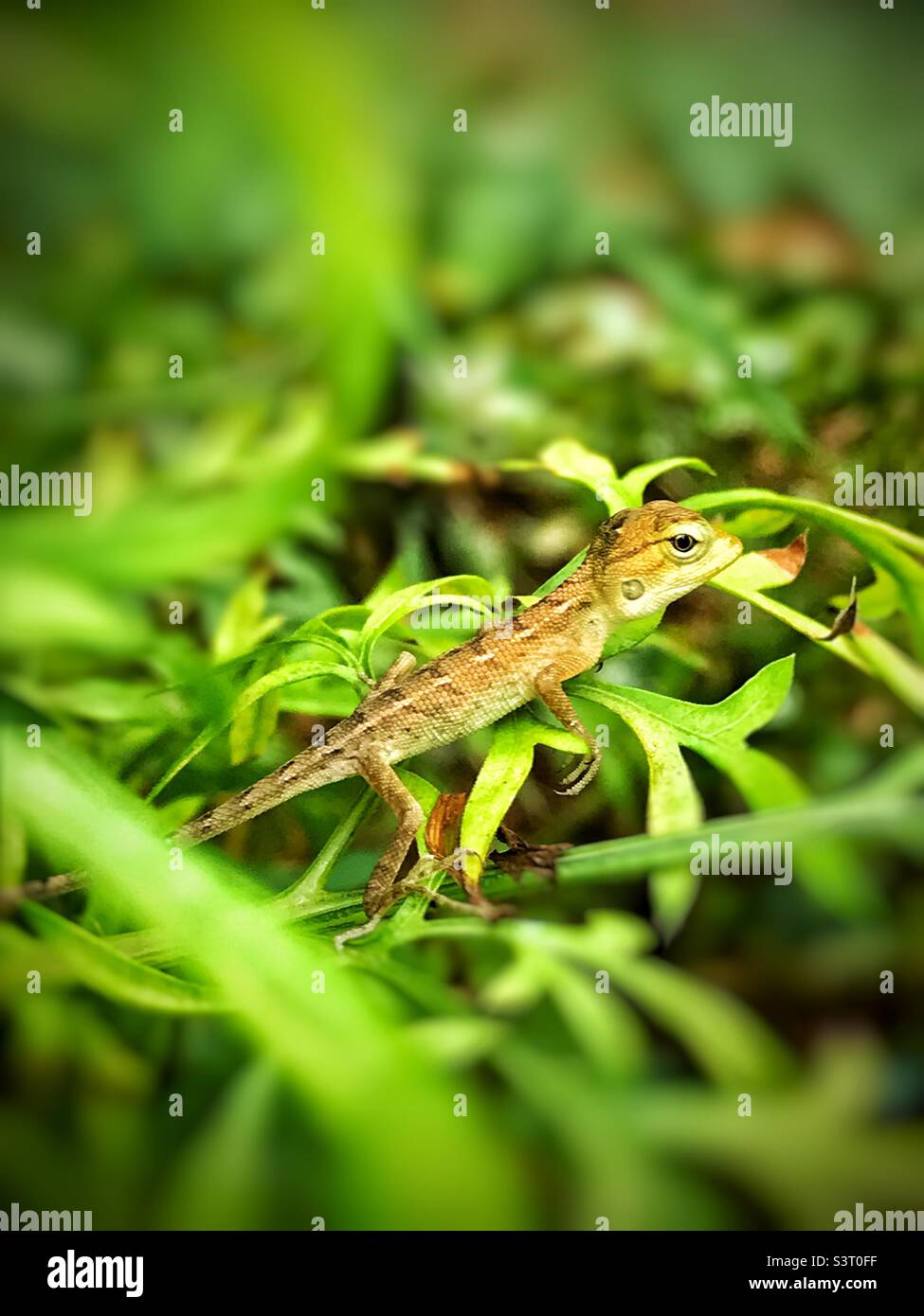Baby lizard hi-res stock photography and images - Alamy