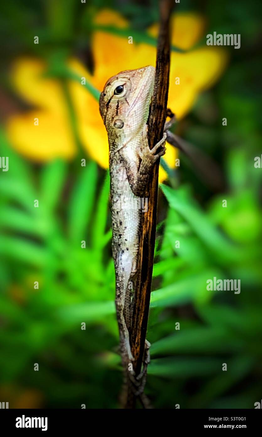 Baby lizard hi-res stock photography and images - Alamy