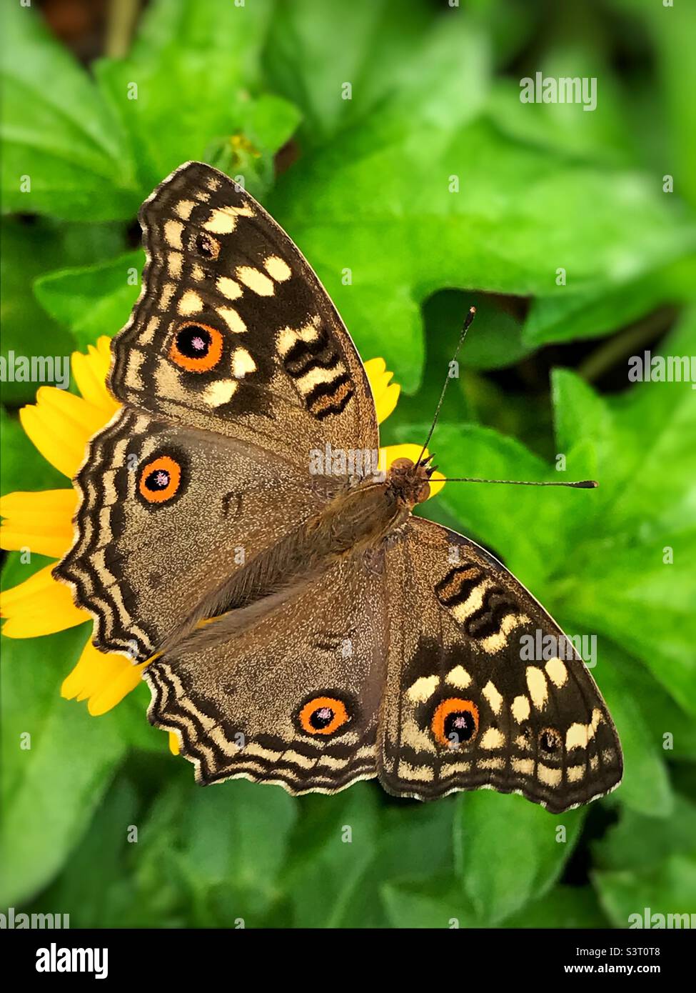 Capturing insects hi-res stock photography and images - Alamy