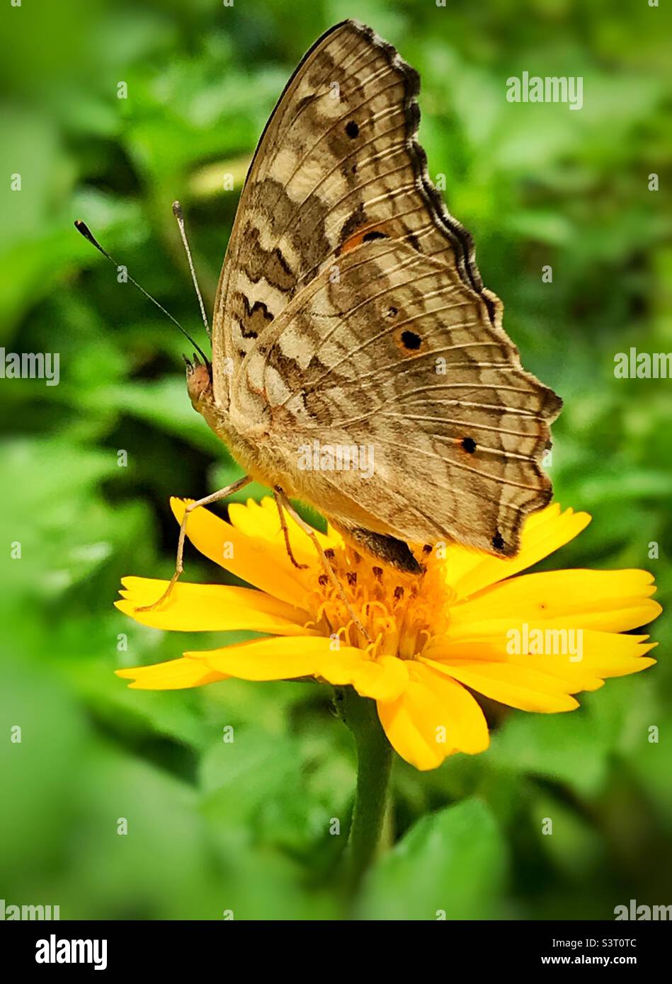 Capturing insects hi-res stock photography and images - Alamy
