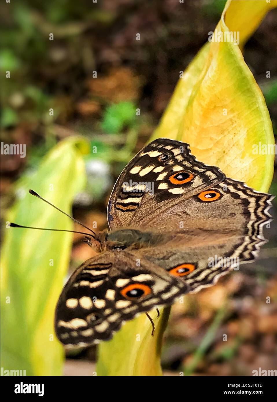 Capturing insects hi-res stock photography and images - Alamy