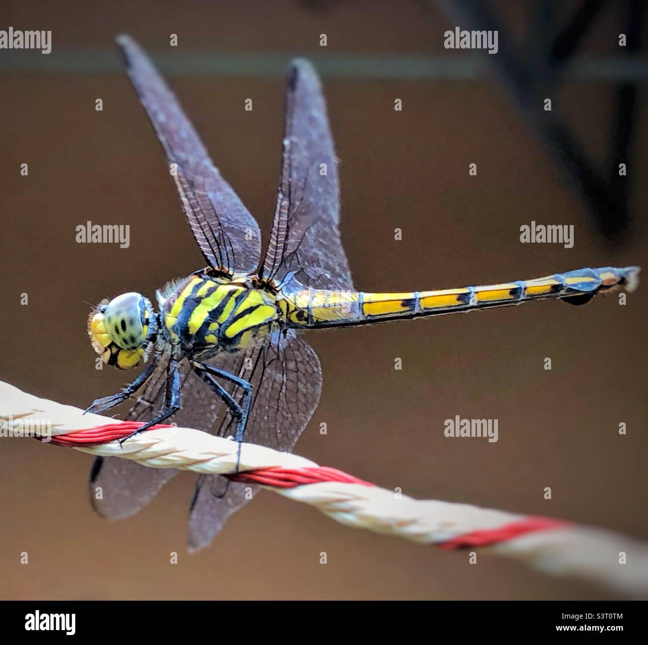 Capturing insects hi-res stock photography and images - Alamy