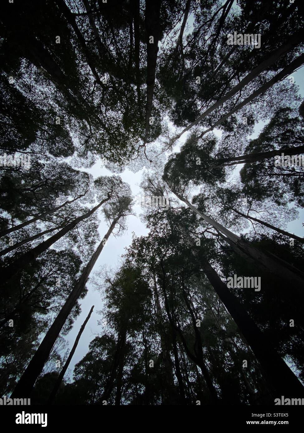 Trees in dark hi-res stock photography and images - Alamy
