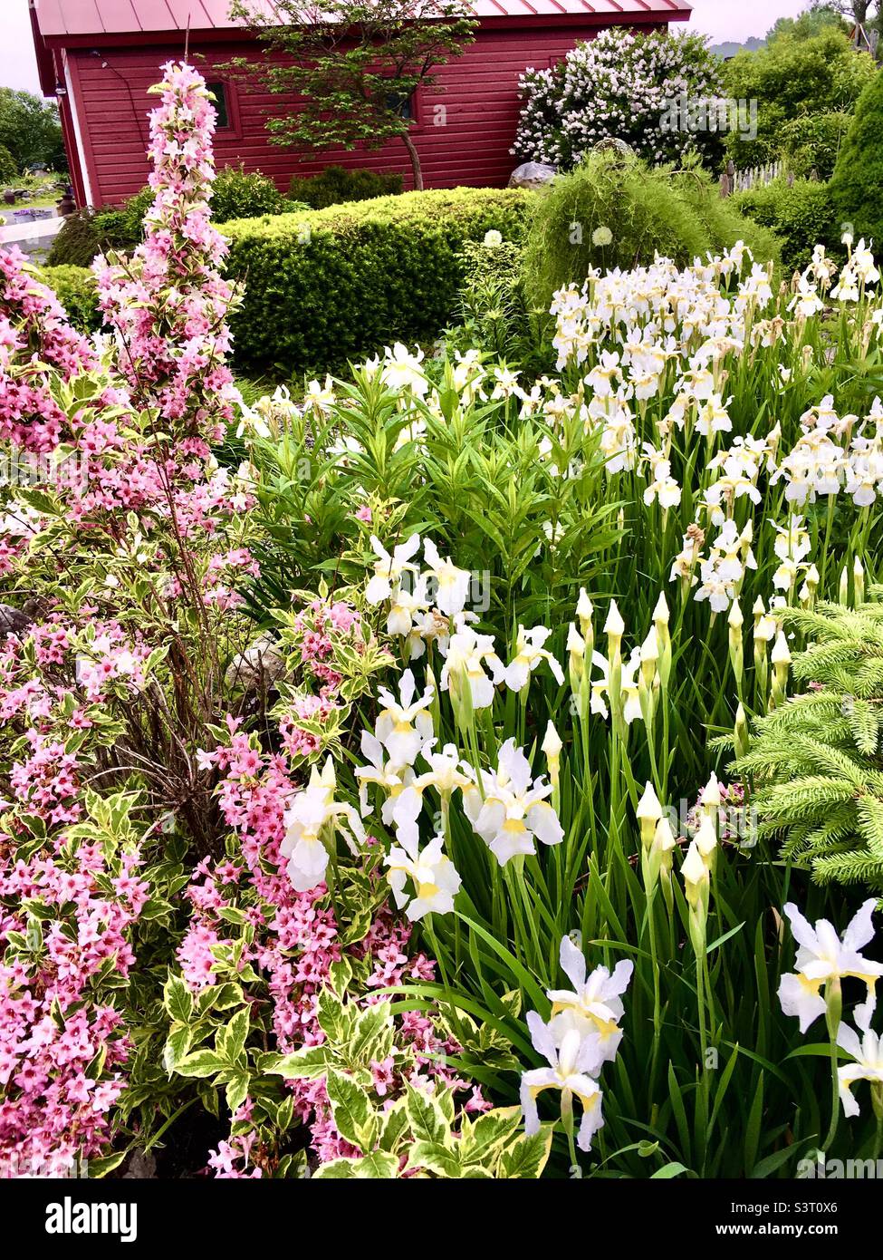 May flower hi-res stock photography and images - Alamy