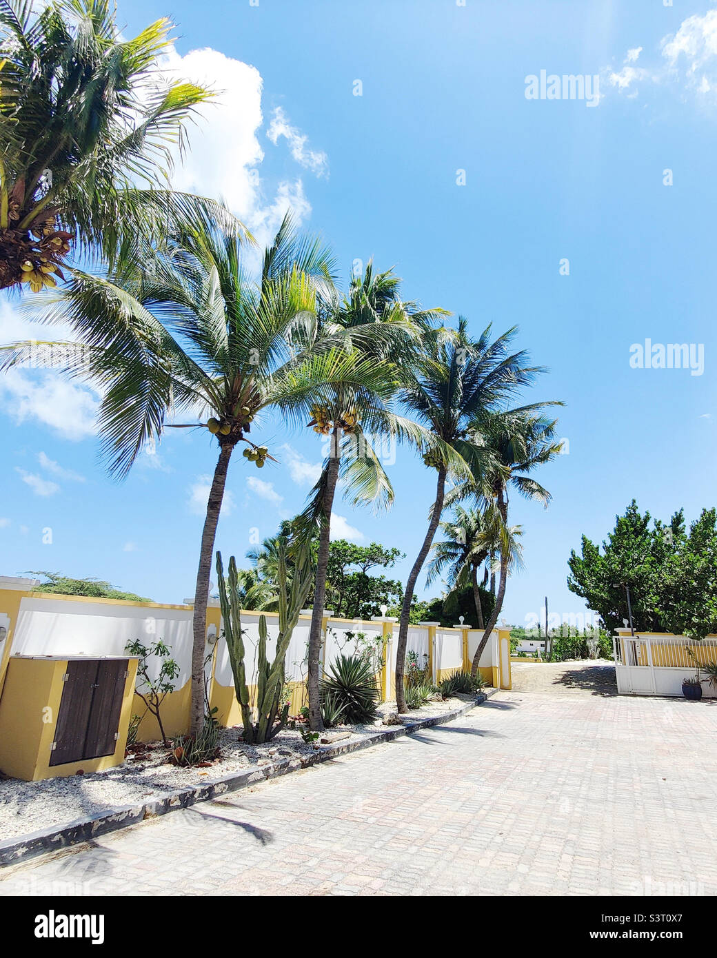 Palm lined driveway hi-res stock photography and images - Alamy