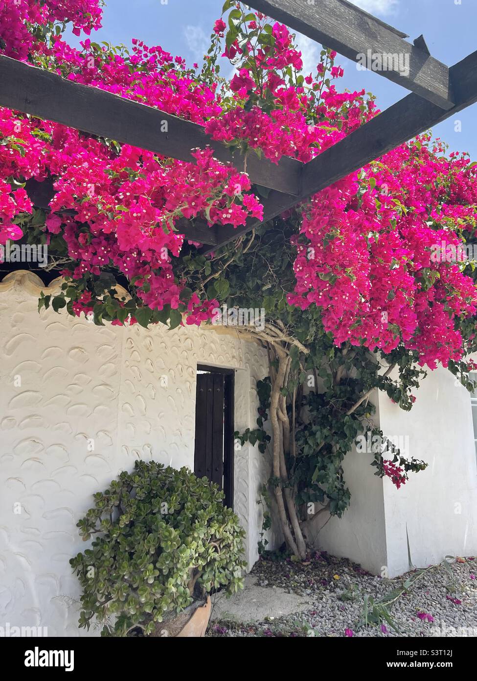 Ibiza tree hi-res stock photography and images - Alamy