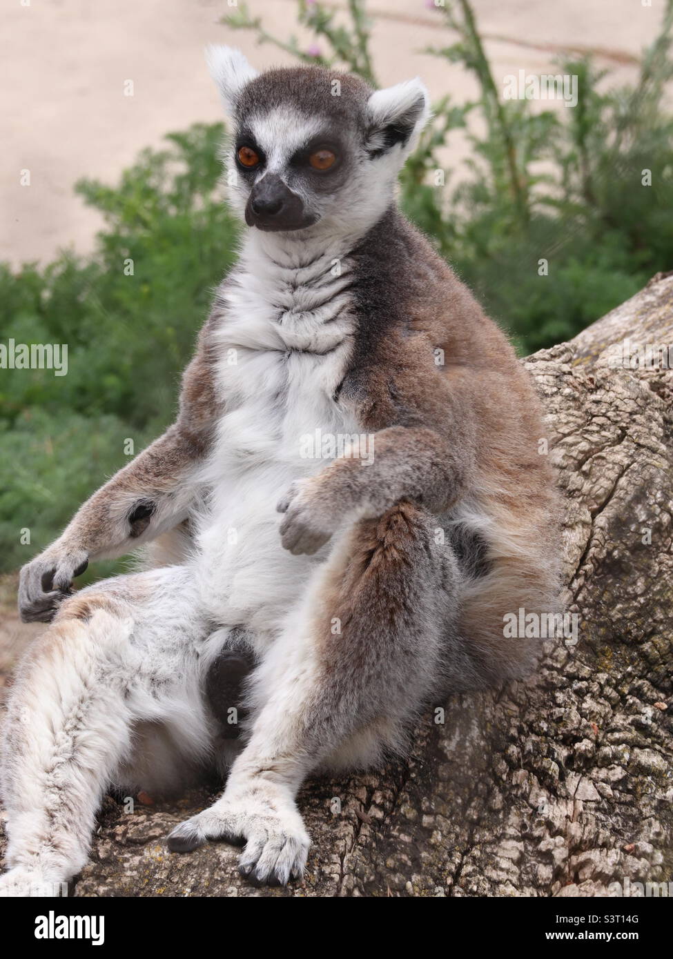 Animal on a log Stock Photo - Alamy